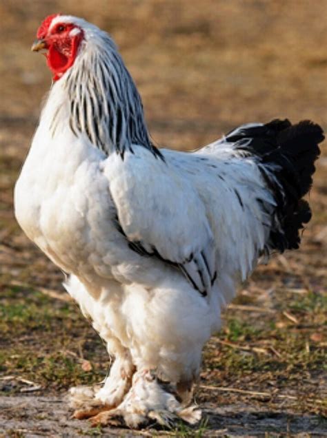 18 Brahma Jersey Giant Cross Hatching Eggs Ebay