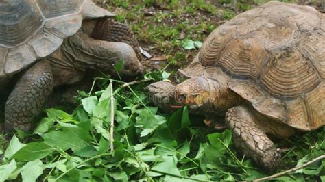 Two Big Old Turtles Eat Green Leaves In Grass At Stock Footage Video