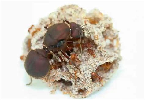 Leafcutter Ants Queen Ant And Colonies Best Ants Uk