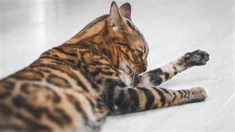 Bengal Cat Colors Brown Seal And Snow Or Is There More