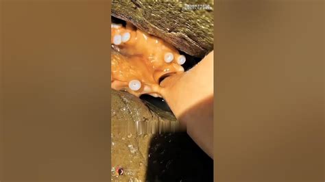 गहरे समुद्र में चूसने वालों के राजा ऑक्टोपस की चूषण शक्ति कितनी