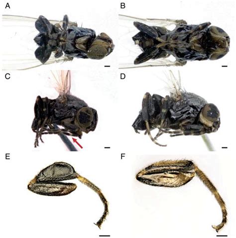 Leptometopa latipes adults. Male in ventral (A) and lateral (C) view ...