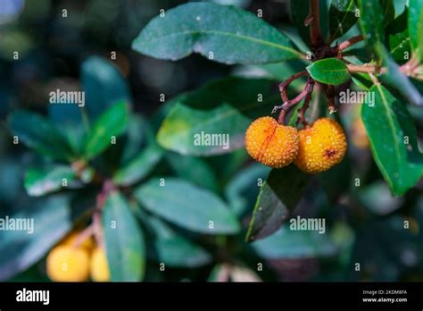 Small Yellow Berries Hanging On A Tree In Sunlight Stock Photo Alamy