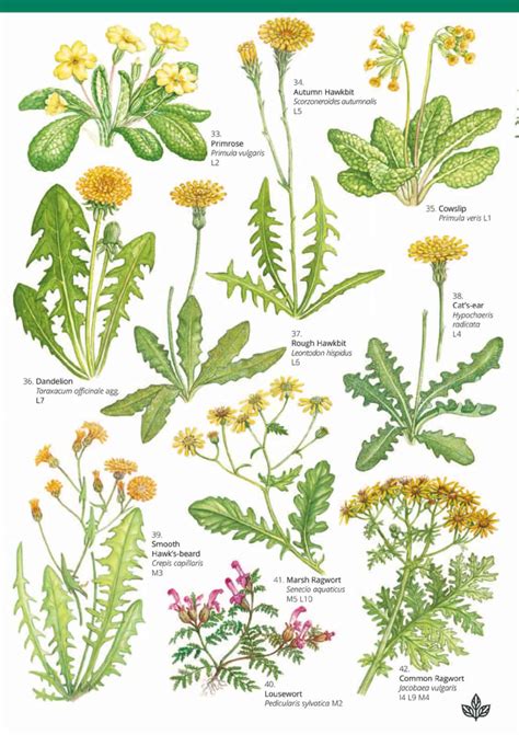 Grassland Biome Flowers