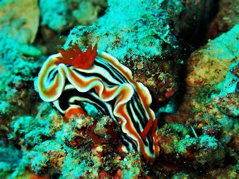 Magnificent Chromodoris Moalboal Reef Species