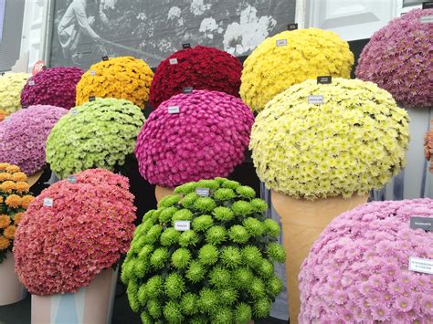 Ragged Life Blog Chrysanthemums At Chelsea Ragged Life Blog