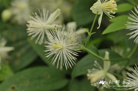 杨子铁线莲clematis Puberula Var Ganpiniana 花卉图片网