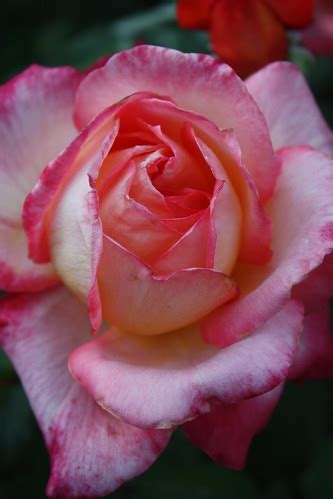 Rosa Rose Fotografia De Una Rosa En El Jardin Photograph Flickr