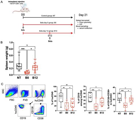 Belatacept Decreased Human B Cells Persistence A Protocol Design Download Scientific