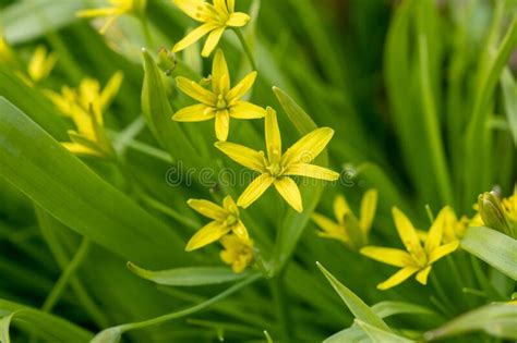 Small Yellow Flowers Called Gagea Lutea Flowering In Spring Forest