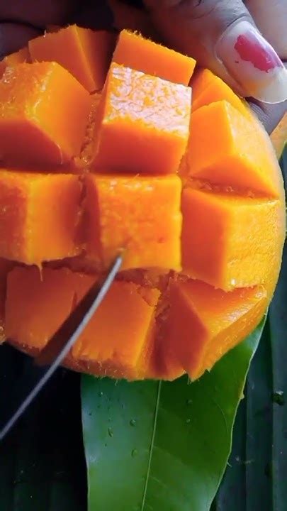 🥭சேலம் மாம்பழம்🥭 Youtube