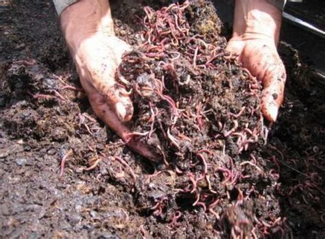 Earthworms Eisenia Fetida 25 Kg Box At ₹ 250kg In Sagar Id