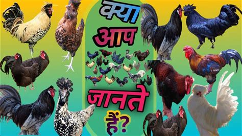 Murge Ke Prakaar Aur Inke Baare Main Types Of Chicken And About Them