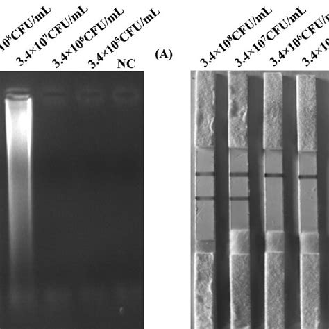 Limit Of Detection Lod For Detection Of Salmonella In Artificial