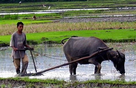 Sekilas Tentang Bajak Atau Luku Petani