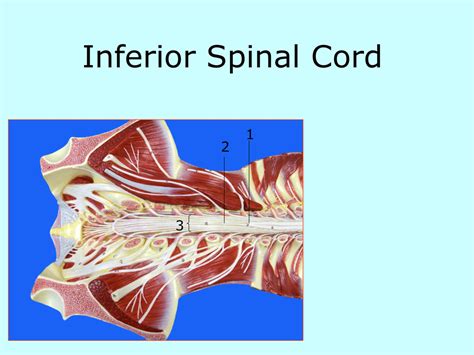 Inferior Spinal Cord Diagram Quizlet