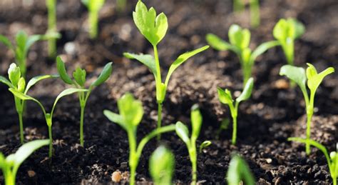 How To Grow Healthy Celery Seedlings Tips And Guide