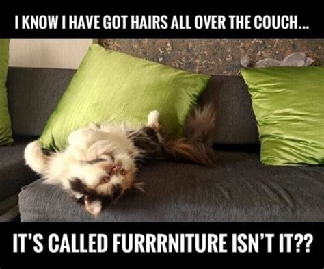 The 14 Funniest Persian Cat Memes Of 2019 Petpress