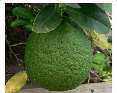 Photograph Of Citrus Macrophylla Fruit Photo By First Author