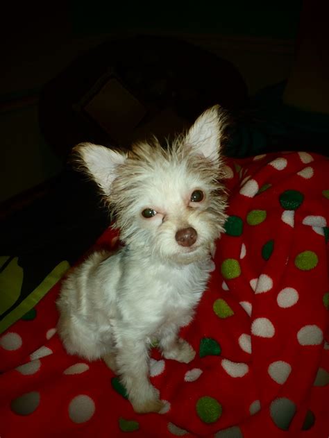 17 Best Images About Chi Poo On Pinterest Chihuahuas Poodles And Search