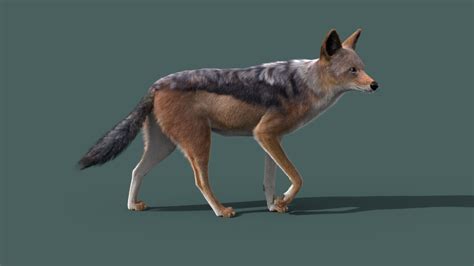 Black Backed Jackal Animated Xgen 3d Turbosquid 2204951