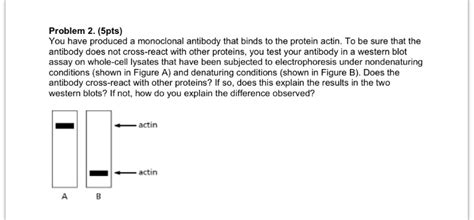 Solved Problem 2 5pts You Have Produced A Monoclonal Chegg