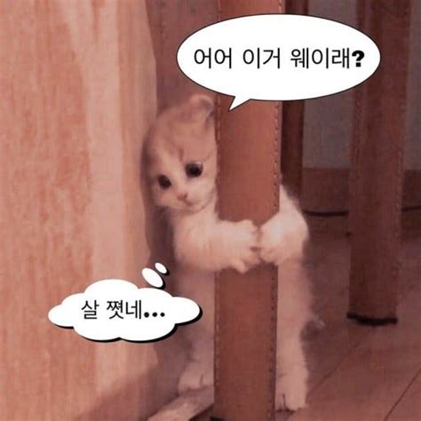 저 햄스터 말풍선 짤이나 고양이 말풍선 짤 있나요 급구 지식in