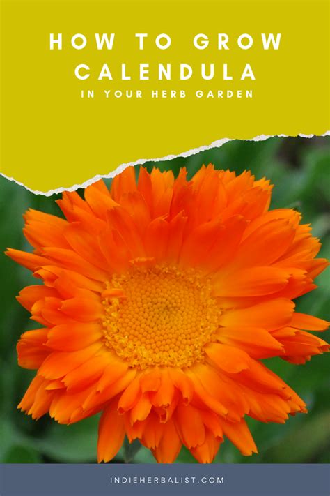 How To Grow Calendula At Home Indie Herbalist