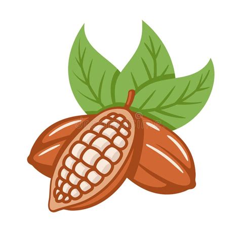 Cocoa Bean Crop Stock Illustrations 436 Cocoa Bean Crop Stock