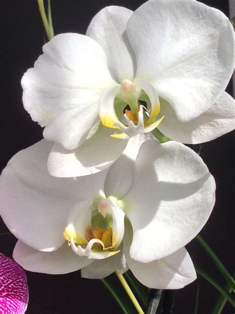 Sogo Yukidian V3 | Orchid Flowers