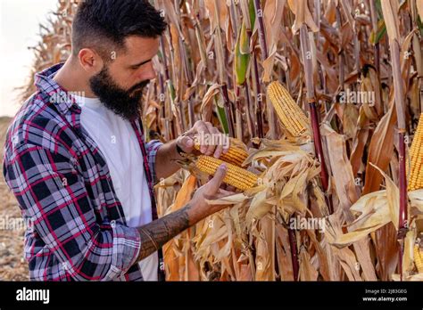 Farmer Or Agronomist Standing In A Corn Field Examining And Estimating