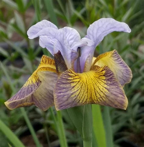Siberi Iirisuncorkediris Sibirica Rannamäe Puukool