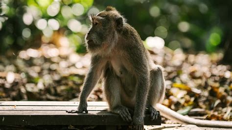 Hal Yang Ditakuti Monyet Cara Usir Tanpa Menyakiti