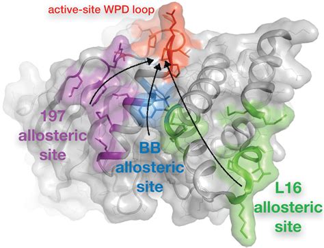 Toward Remote Control Of An ‘undruggable Dynamic Enzyme With