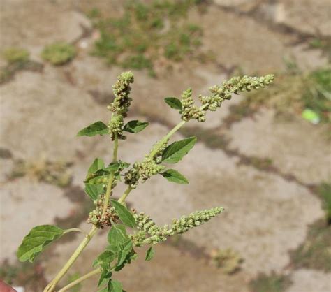 Spreading Amaranth 53526 English Common Name Amaranthus Deflexus
