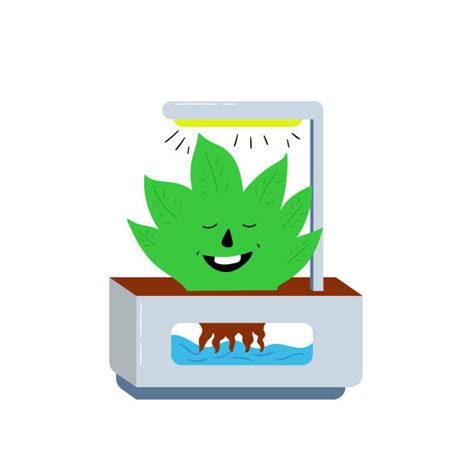 Homemade Greenhouse Cartoons Illustrations Royalty Free Vector