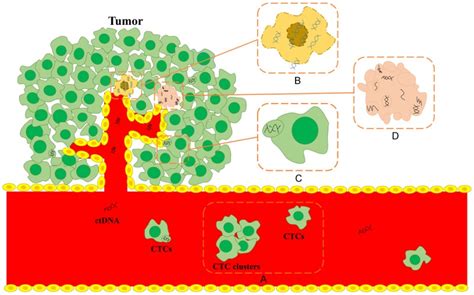 Detection And Application Of Circulating Tumor Cell And Circulating