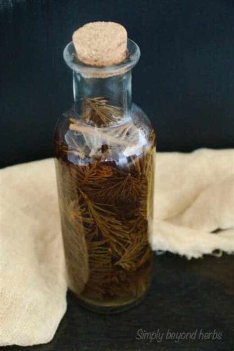 How To Make Spruce Tips Tincture SimplyBeyondHerbs
