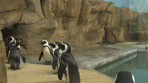 Dakota Zoos New Penguin Surprise