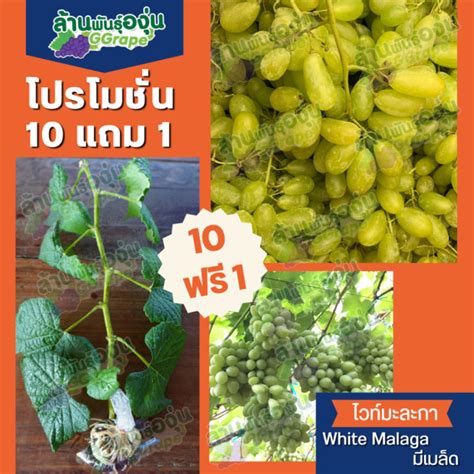 [แพ็ค 10 แถม 1] กิ่งพันธุ์องุ่น ไวท์มะละกา White Malaga มีเมล็ด