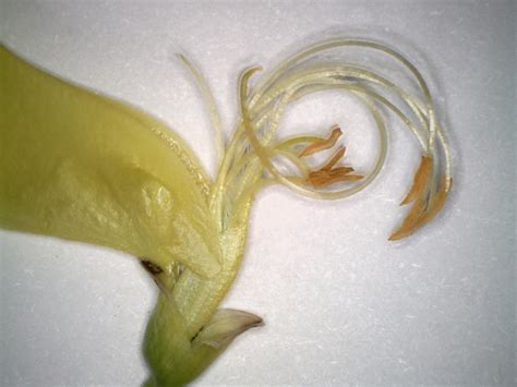 Ginster – Naturfotos näher hingeschaut