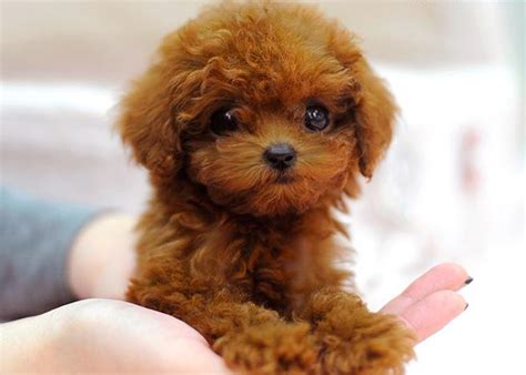 茶杯犬哪里有卖 茶杯宠物网