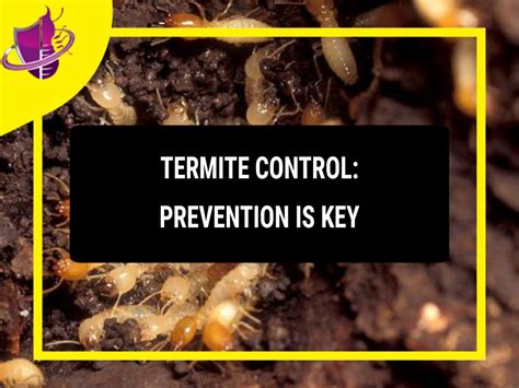 Termite Control Prevention Is Key Zip Pest Solutions