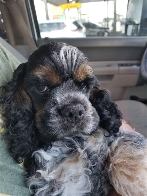 10 пород собак которые по мнению экспертов являются самыми вонючими