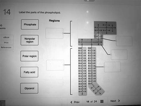 Nonpolar Region Of Phospholipid