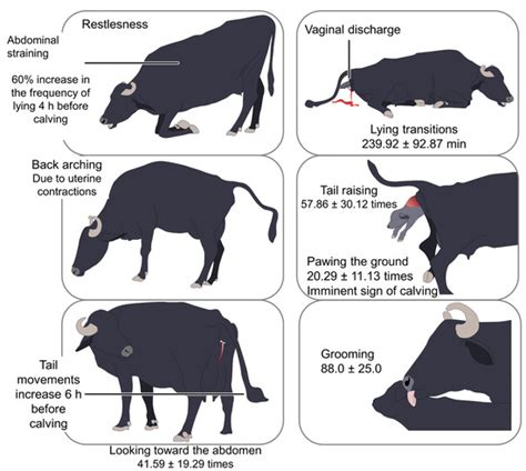 Dairy Buffalo Behavior Calving Imprinting And Allosuckling Encyclopedia Mdpi