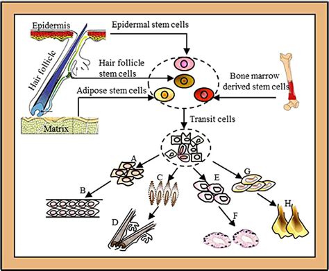 Differentiation Potential Of Cutaneous Stem Cells In Skin Regeneration
