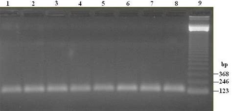 Pcr Assay Using Primer Mix A For Differentiation Of Mycobacterium