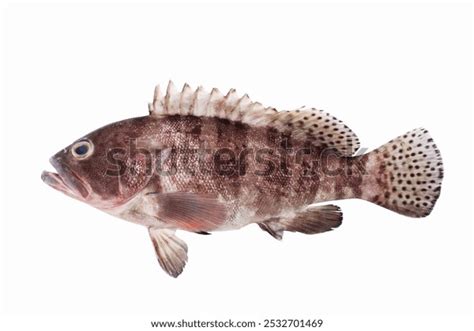Thousand Mer Captan Royalty Free Images Stock Photos Pictures Shutterstock