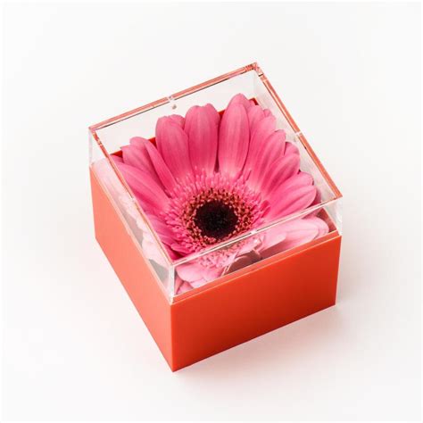 David Yusuf On Linkedin The New Dhalia Collection